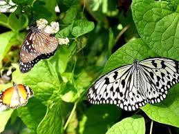 Entopia by Penang Butterfly Farm – Hot Spot Travel Sdn Bhd ...
